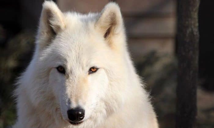 There's a Wolf Sanctuary Near Houston That Lets You Get Close to Real ...